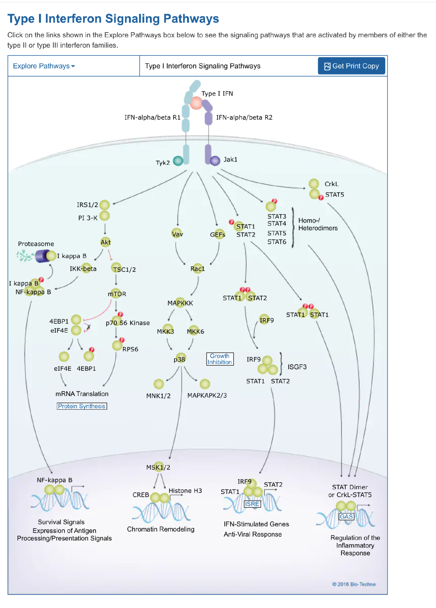 Rebuild Your Immune System-Post Jab – Dr Deborah Baker